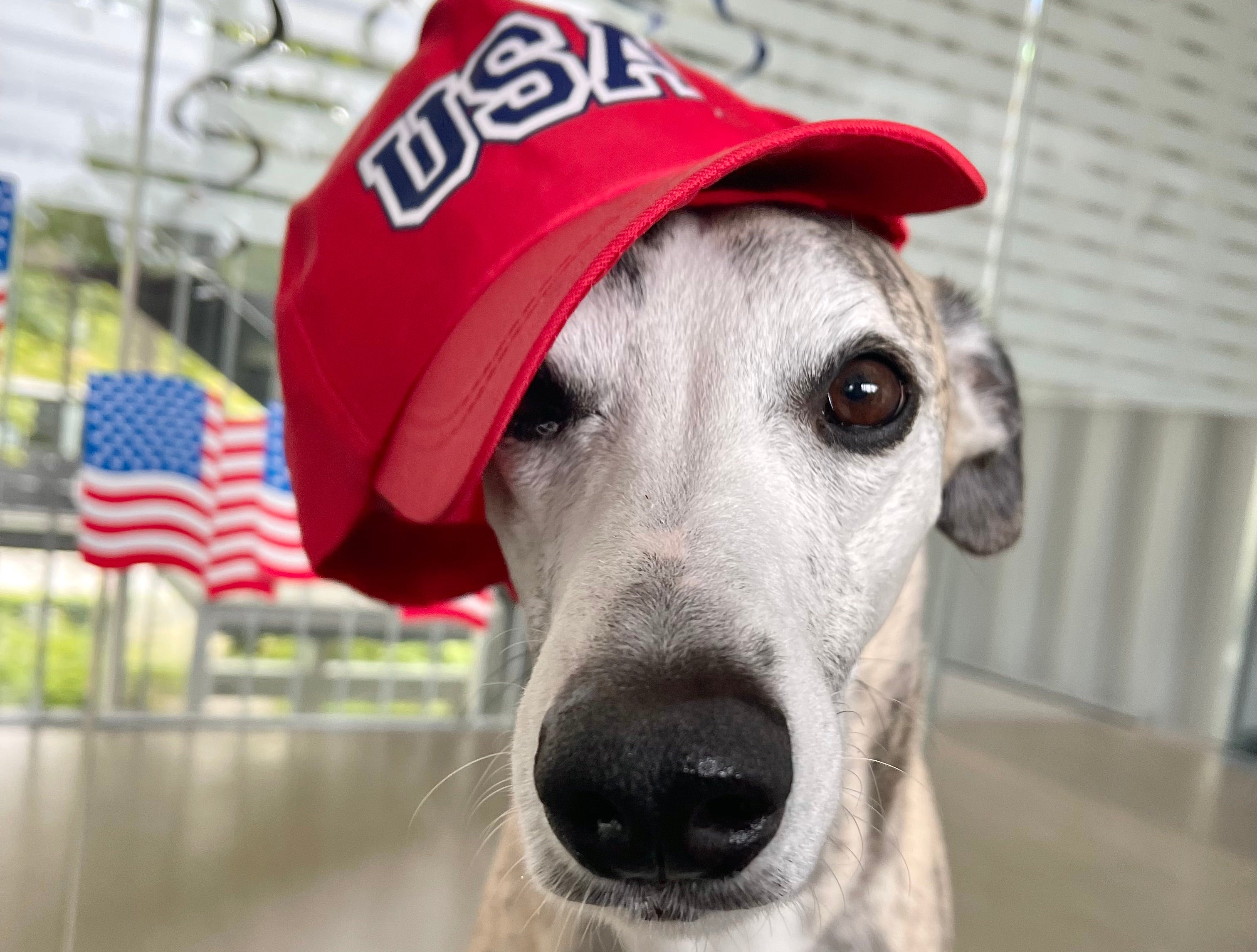 OCTOBER 2022: Go Dogo launches in the US!