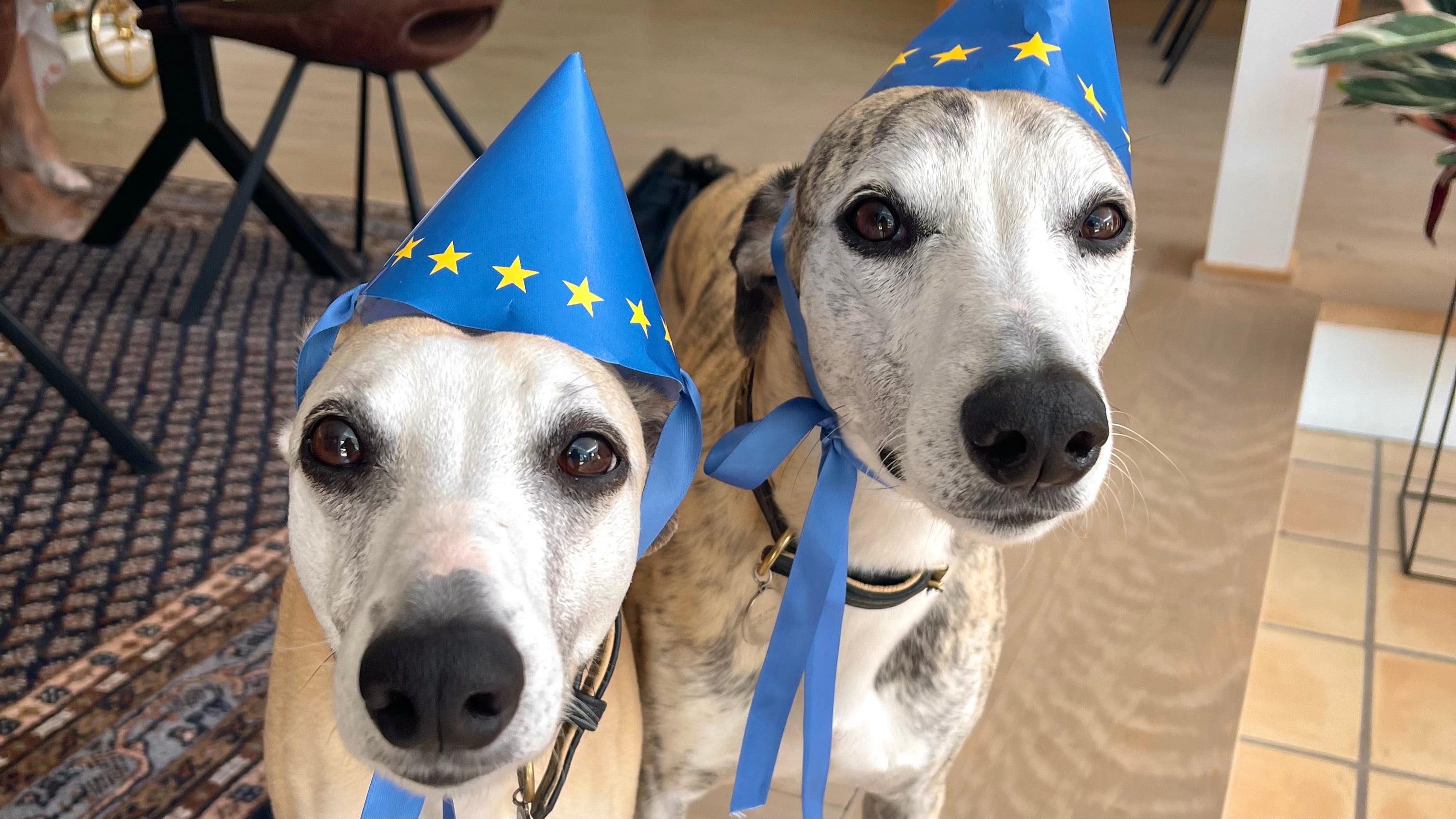 JUNE 2023: Go Dogo is now available across all EU countries