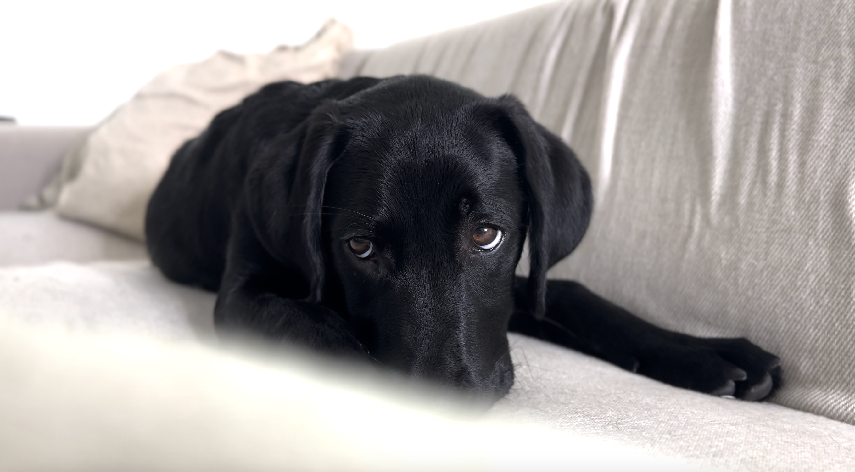 My dog is scared of thunder and fireworks what can I do? – Go Dogo