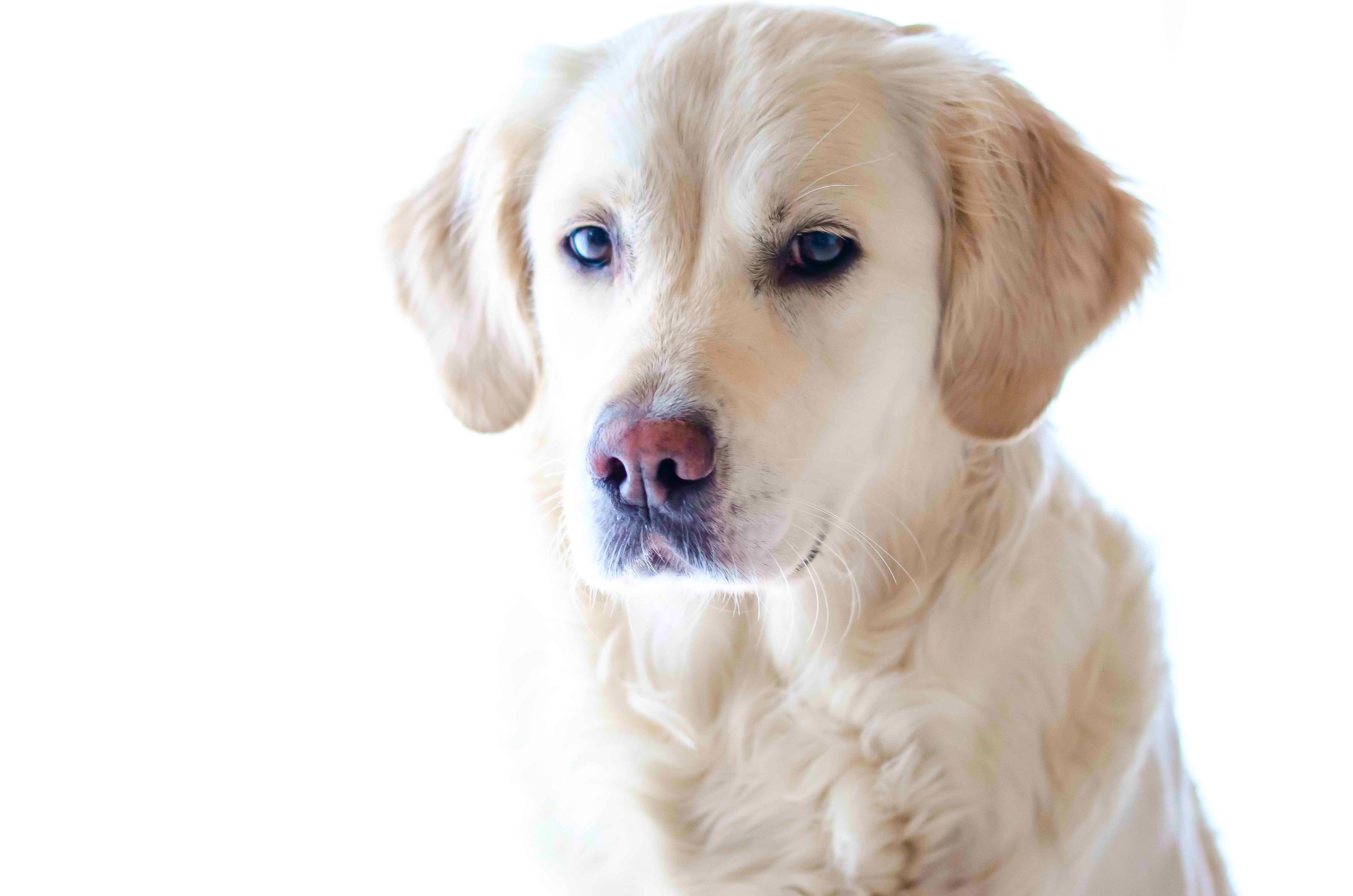 Is it good for your health to own a dog? – Go Dogo