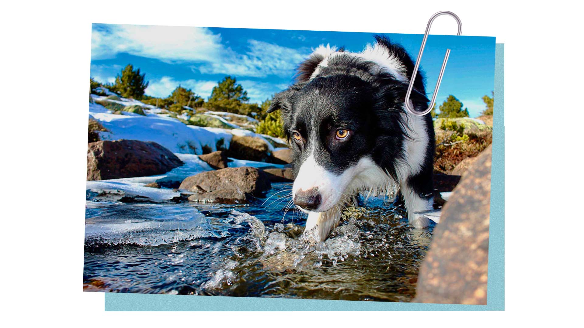 Understanding Your Dog's Behavior: The Science Behind Independent Expl ...