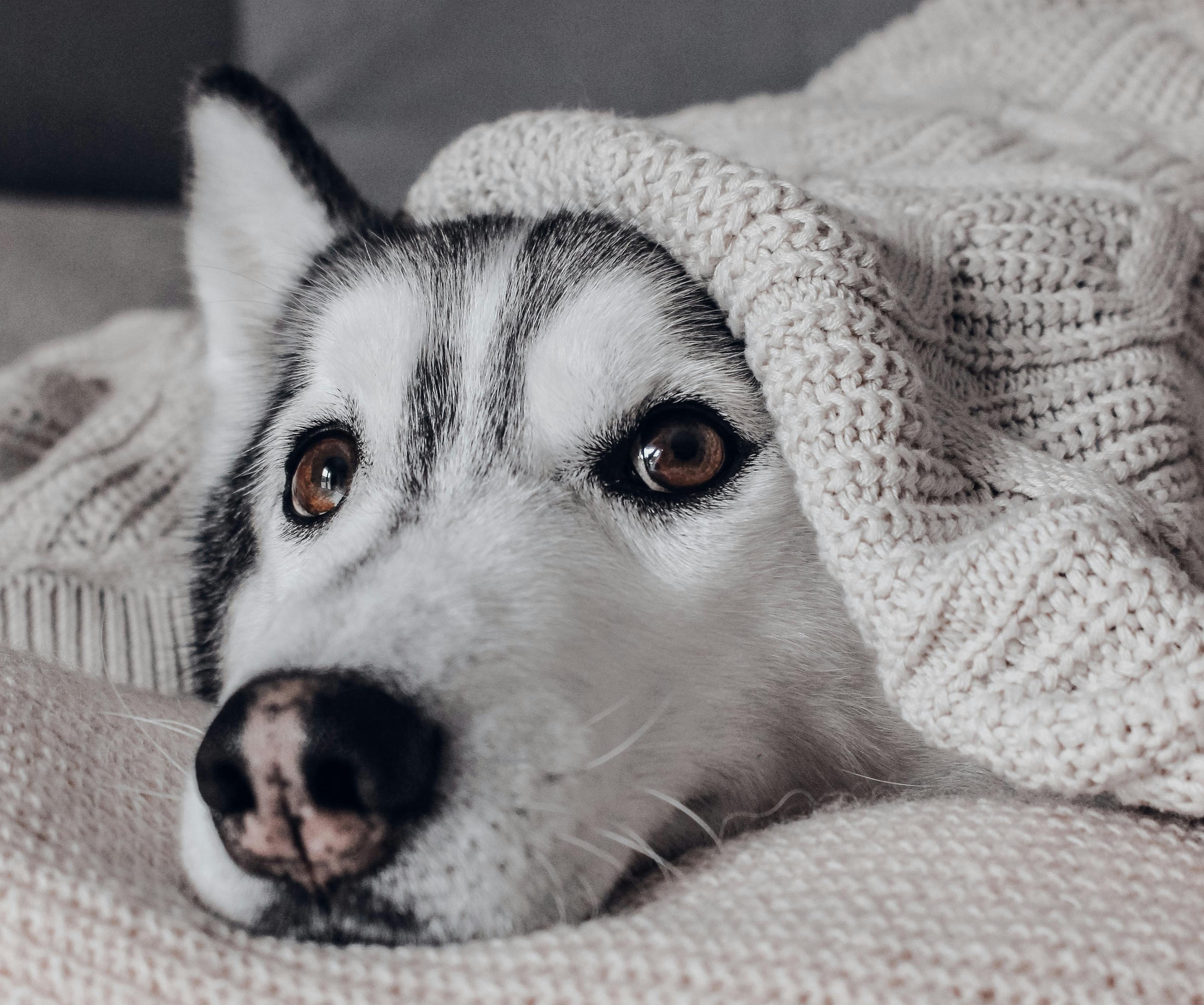 Can dogs learn to speak? New research says yes! – Go Dogo